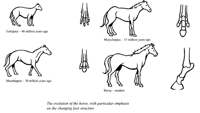 IELTS Writing Task 1 Process: An Overview, Steps And Tips